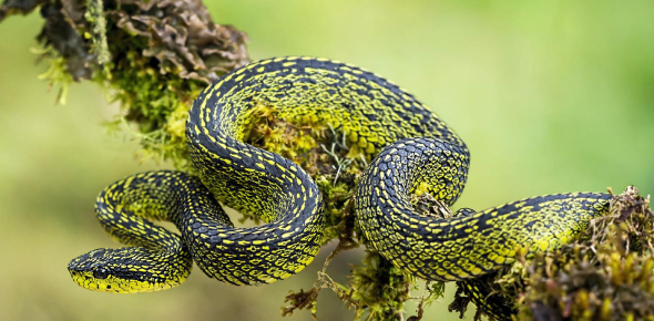 Snakes General Knowledge Quiz - Quiz & Trivia